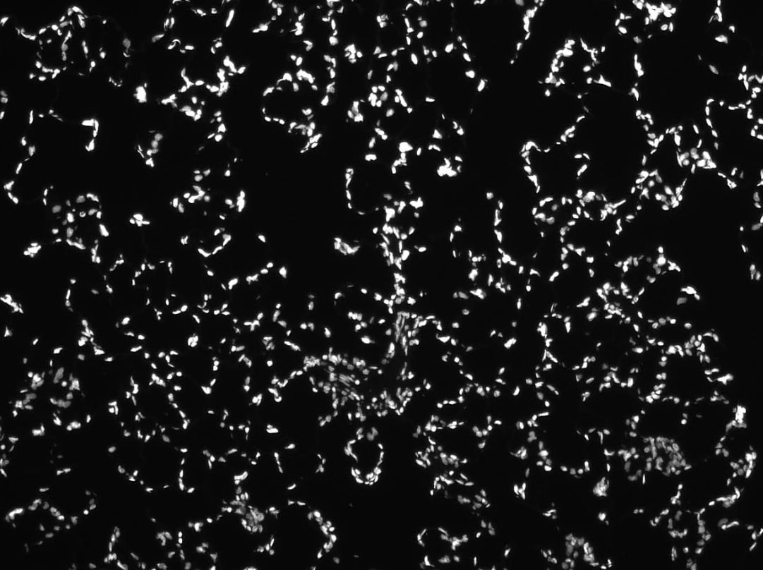 DAPI Nuclear Stain | Biocompare.com Kit/Reagent Review