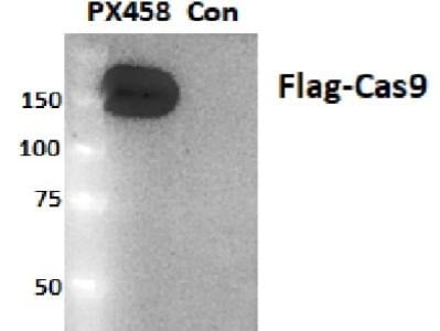 FLAG Antibody Works Well for WB | Biocompare Antibody Review