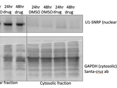 Great Nuclear Marker | Biocompare Antibody Review