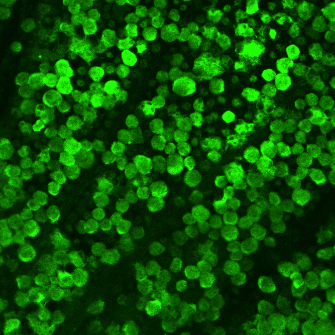 Great Retinal Ganglion Cell Marker | Biocompare Antibody Review