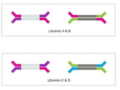 NGS Adapters in Ligation-Based Library Prep Workflows | Biocompare: The Buyer's Guide for Life ...