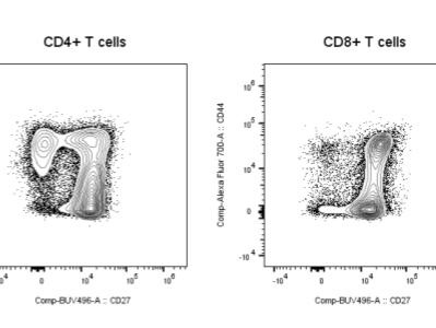 CD27 Antibody Works Well in Mice and Humans | Biocompare Antibody Review