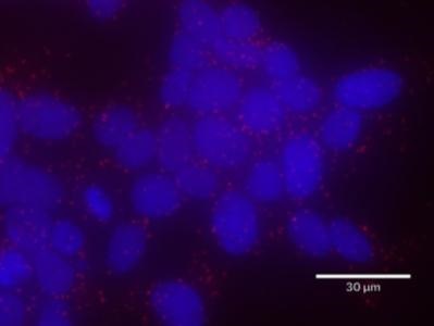 Amazing Technique to Show Protein Interactions | Biocompare.com Kit ...