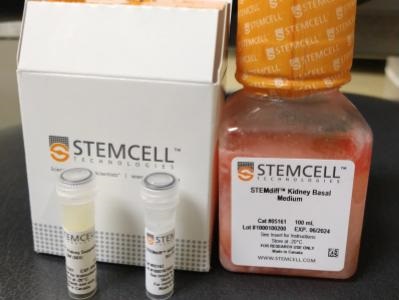 Good Reagent to Induce iPSC-Derived Kidney Organoids | Biocompare.com ...