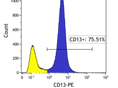 CD13 - A Bright Marker for Myeloid Cells | Biocompare Antibody Review