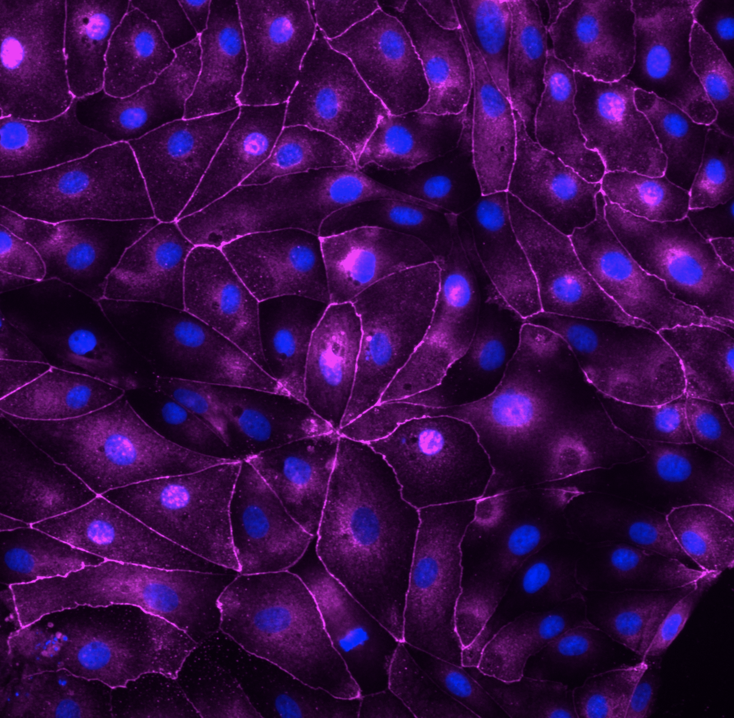 Efficient ZO-1 Antibody for Immunofluorescence | Biocompare Antibody Review