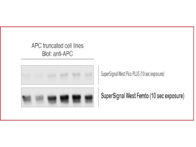 ECL Substrate - Femto From Thermo Scientific | Biocompare.com Kit ...