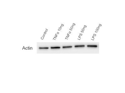 Brilliant Actin Antibody For Western Blot From Millipore | Biocompare ...