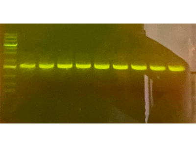 My Ladder of Choice for DNA Gels From Thermo Fisher | Biocompare.com ...