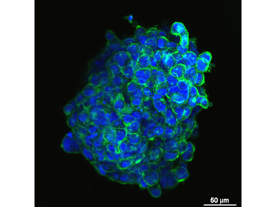 WGA 488 Staining of Spheroids for Confocal Microscopy | Biocompare.com ...