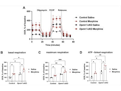 Assessment of Mitochondrial Function Using the Seahorse System From ...