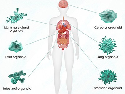Organoid Technology in Drug Discovery | Biocompare: The Buyer's Guide ...