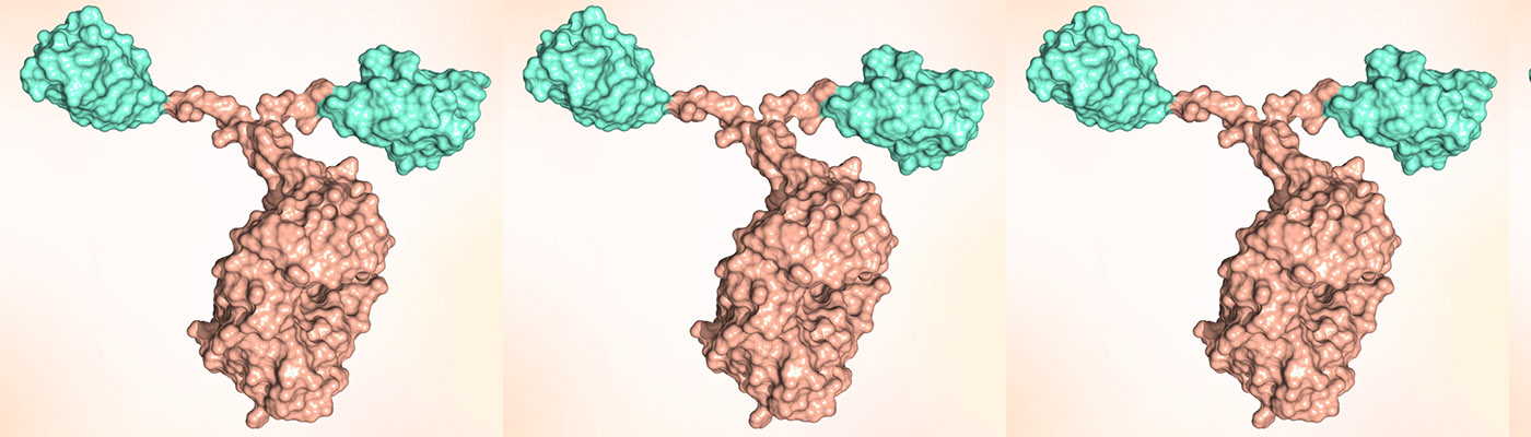 Exploring the Evolution and Potential of VHH Antibodies | Biocompare.com