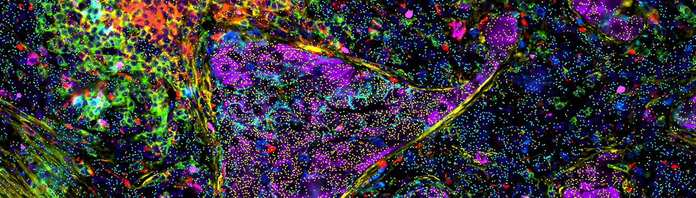 Tools and Technologies for Multiplexed Fluorescent Imaging | Biocompare ...