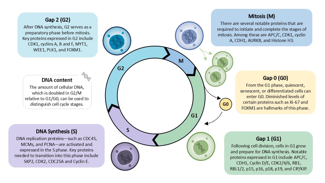 A Guide to Cell Cycle Markers | Biocompare: The Buyer's Guide for Life ...