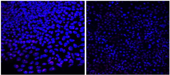 Advantages of Working with NaÏve Pluripotent Stem Cells | Biocompare ...