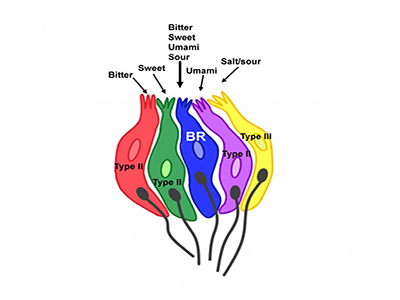 Umami Taste Buds Diagram Exploring Five Basic Tastes: Sweet, Sour,