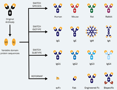 Recombinant Antibody Engineering Applications | Biocompare.com