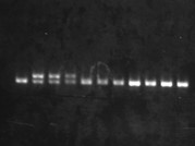 PCR Master Mixes | Biocompare