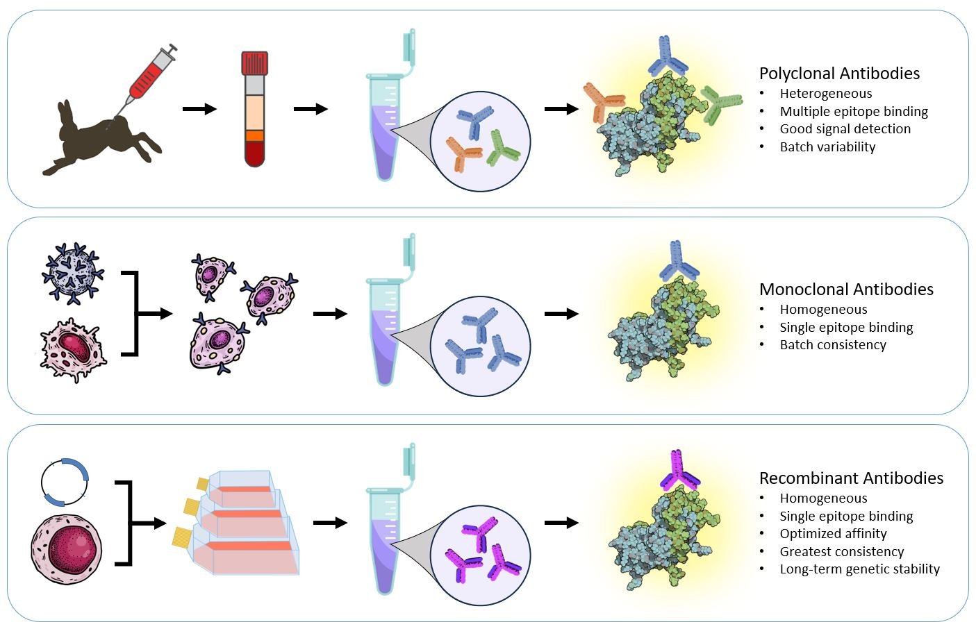 Recombinant Antibody