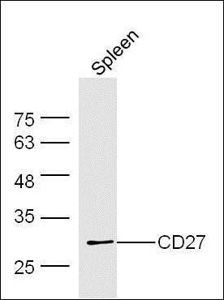 CD27 Antibody Products | Biocompare