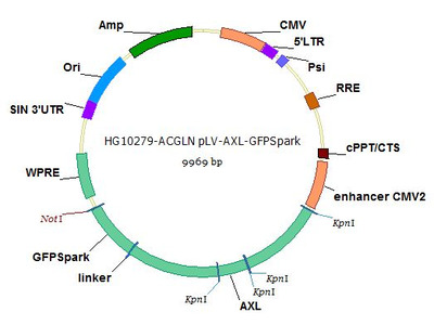 Human AXL transcript variant 1 Gene Lentiviral ORF cDNA expression plasmid, C-GFPSpark tag from ...