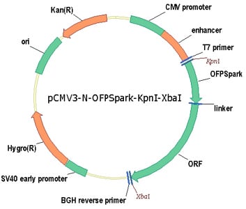 Human ROR2 Gene ORF cDNA clone expression plasmid, N-OFPSpark tag from Sino Biological, Inc ...