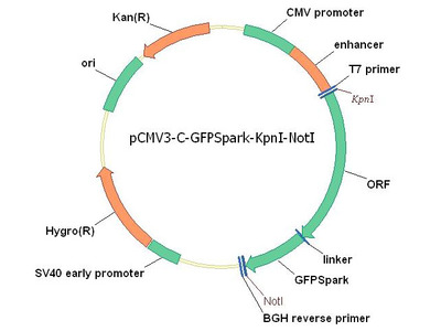 Severe fever with thrombocytopenia syndrome bunyavirus (SFTSV) (isolate JS2011-004) M Gene ORF ...