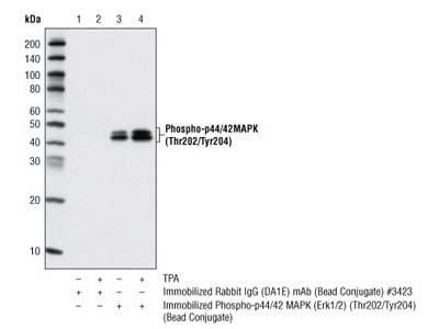 Cell Signalling Map Kinase Signaling With Phospho Elisa Western Blot